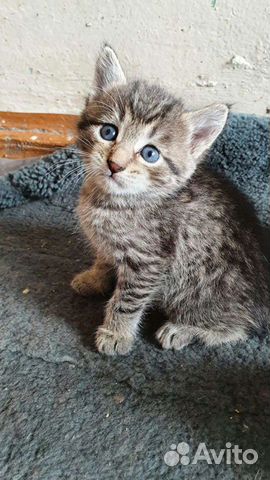 Котенок в добрые руки