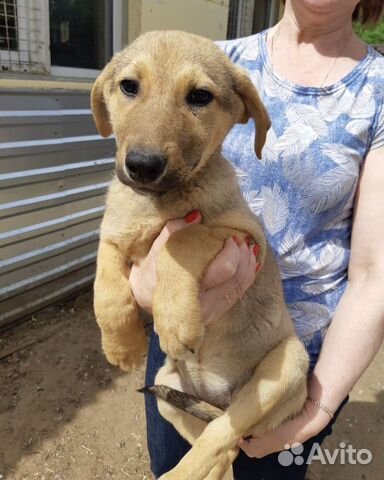 Щенок в добрые руки девочка бесплатно