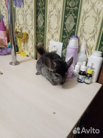 Шиншилла мальчик