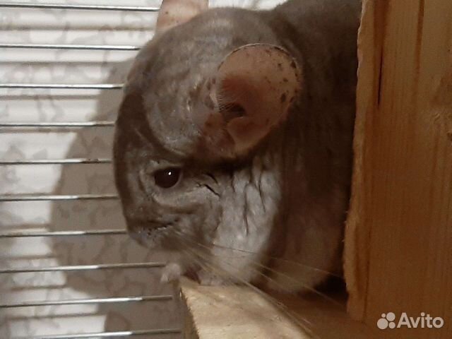 Шиншилла, мальчик