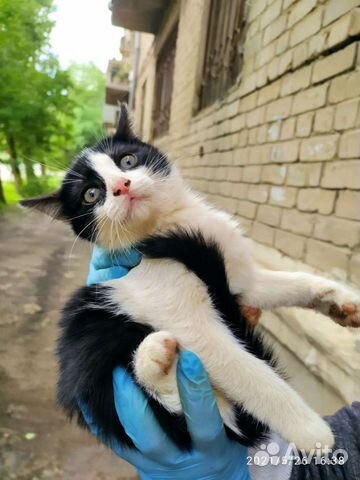 Кошечка в добрые руки, 2 месяца, густая шерсть