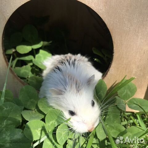 Хомяк Роборовского, хомяк Кэмпбелла