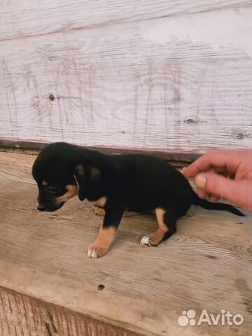 Отдам в хорошие руки собаку