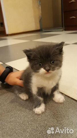 Отдам бесплатно