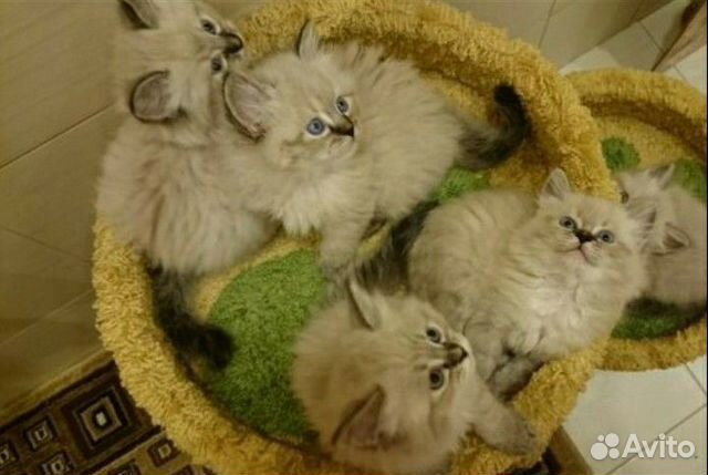 Невская маскарадная котята