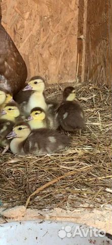 Мускусные утята