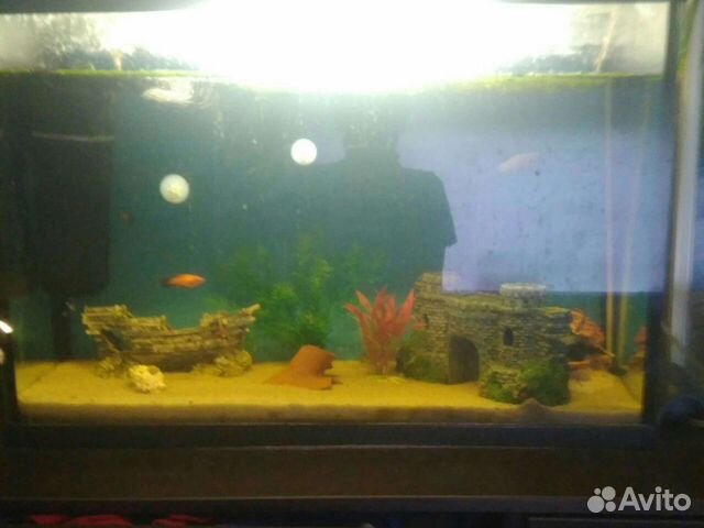 Аквариумные рыбки