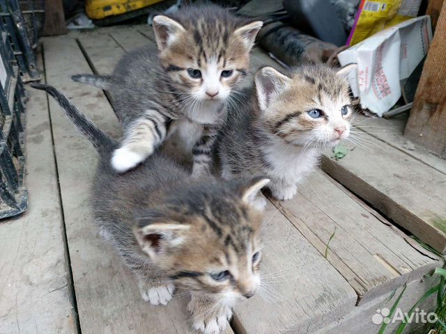 Котята в добрые руки бесплатно