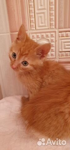 Рыжая солнечная девочка