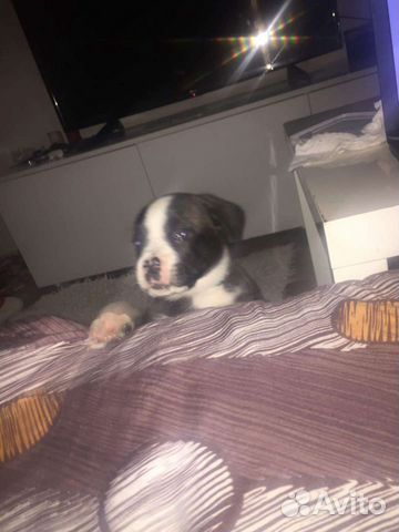 Собака Боксер