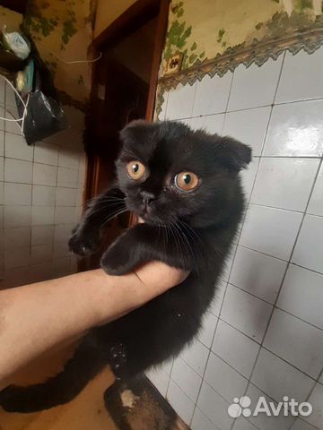 Шотландская