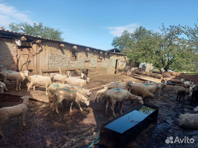 Продаются овцы