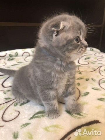 Шотландские вислоухие котята