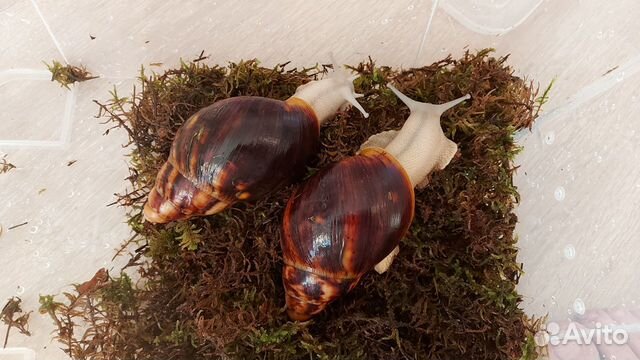 Улитки Архахатина Маргината Овум сильвер