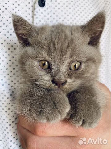 Британский котёнок