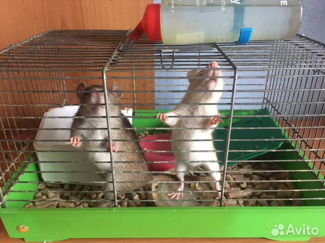 Крыса с клеткой