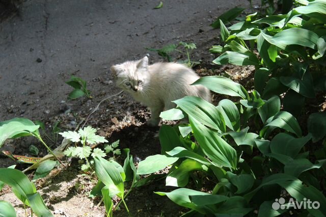 Котики-очаровашки