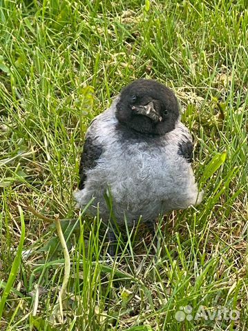 Вороненок бесплатно в добрые руки