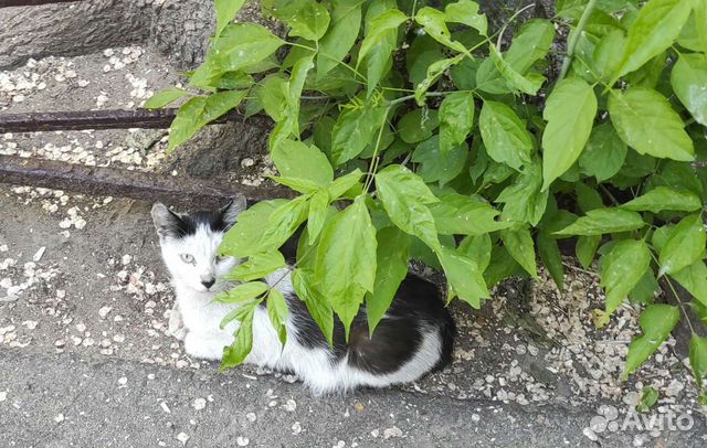 Котики, кошечки и котятки