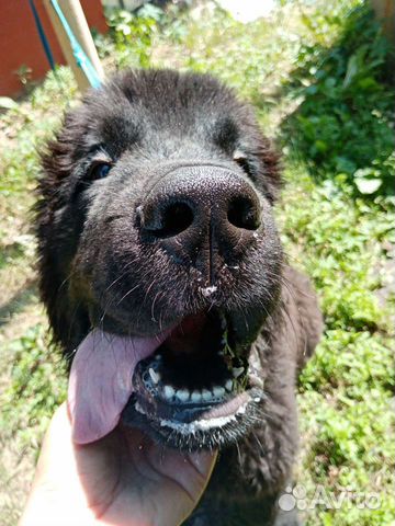 Отличный щенок ньюф