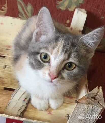 Розовый котенок Зефирка