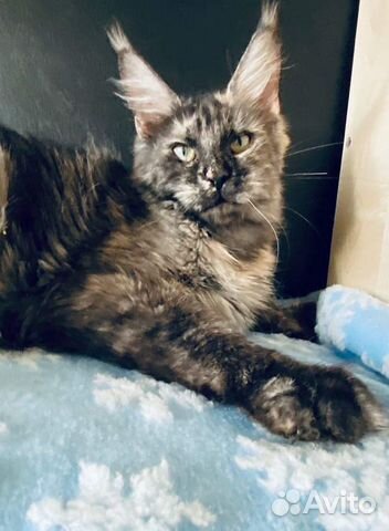 Кошечка в добрые ручки