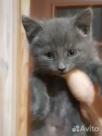 Шикарный дымчатый котенок