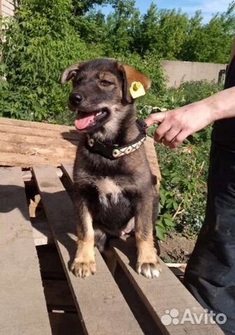 Белла щенок девочка 2,5 мес