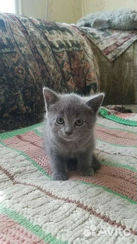 Котёнок кошка, серый окрас