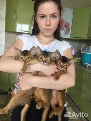 Абиссинские котята
