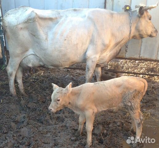 Продается бычок цементал 15000