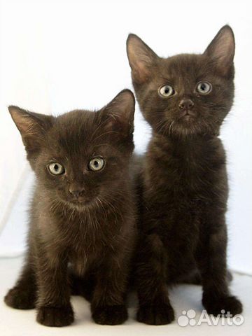 Черные котята мальчик и девочка 2 мес в дар