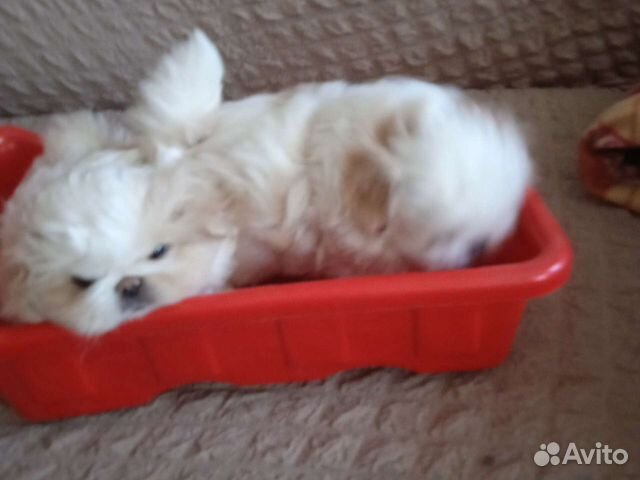 Пекинесики плюшевые