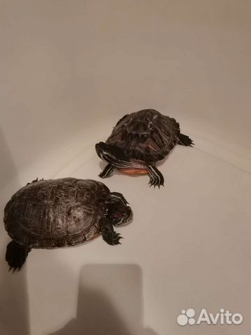 Красноухая черепаха бесплатно