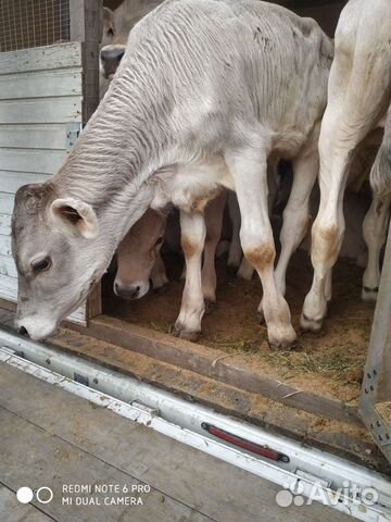 Телочки швицы