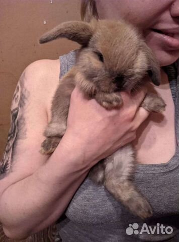 Декоративные карликовые вислоухие крольчатки