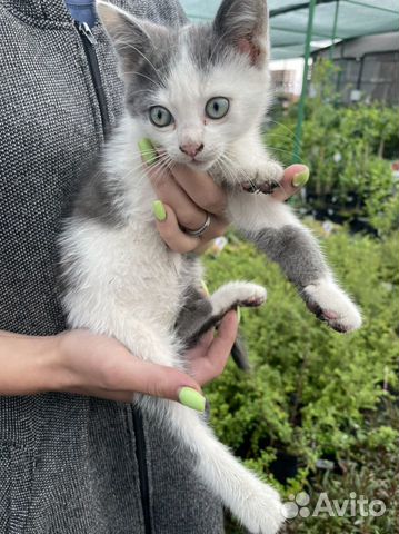 Котенок в добрые руки