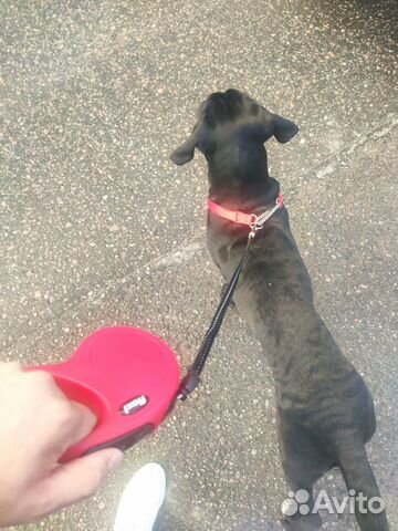 Собака Кане Корсо щенок