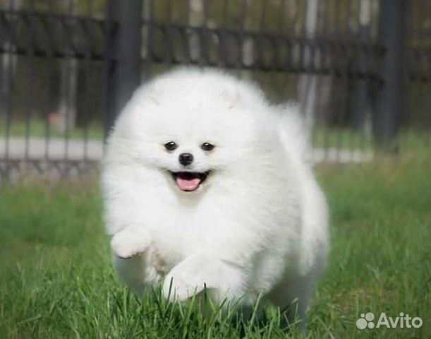 Щенки белого померанца мишки