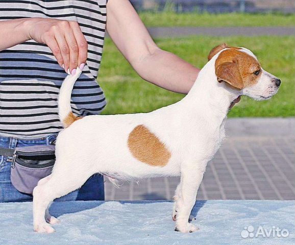 Мальчик Джек Рассел терьер