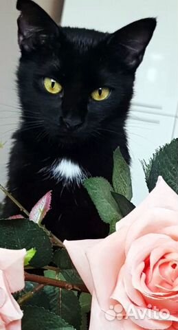 Восхитительная пантера для ценителей прекрасного