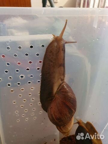 Улитки ахатины