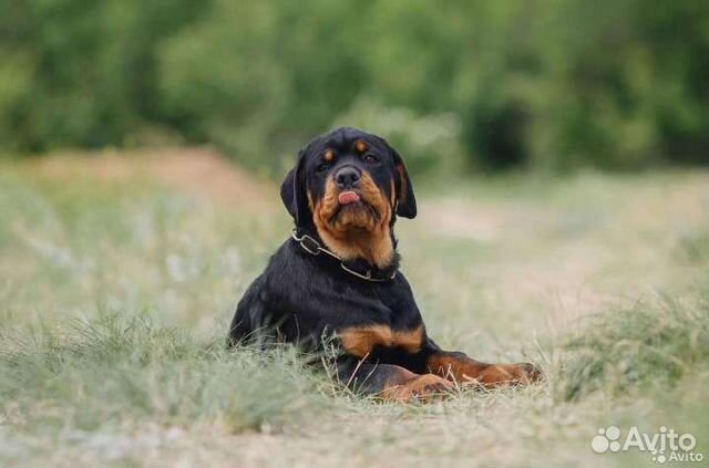 Щенки ротвейлера,мальчики