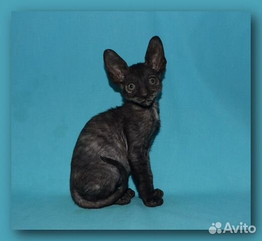 Корниш рекс котята