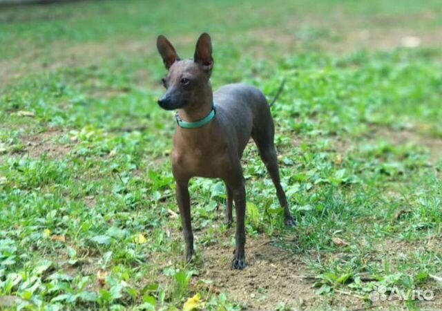 Мексиканская голая собака мини-девочка