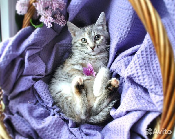 Котята бесплатно в дар