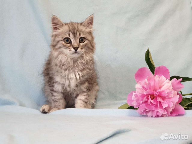 Красотка ищет дом