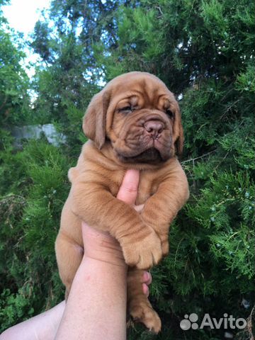 Бордоский дог, мальчик