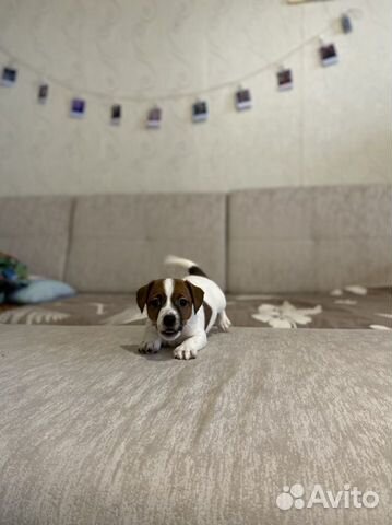 Щенки джек рассел терьер