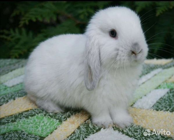 Декоративные кролики вислоухие